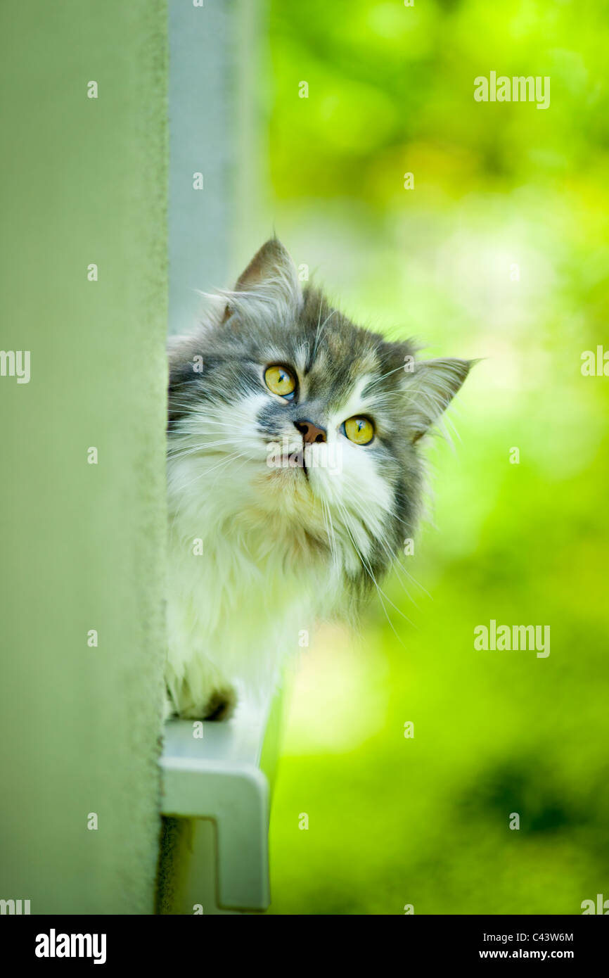 Norwegian Forest Cat lying on the window sill Stock Photo - Alamy
