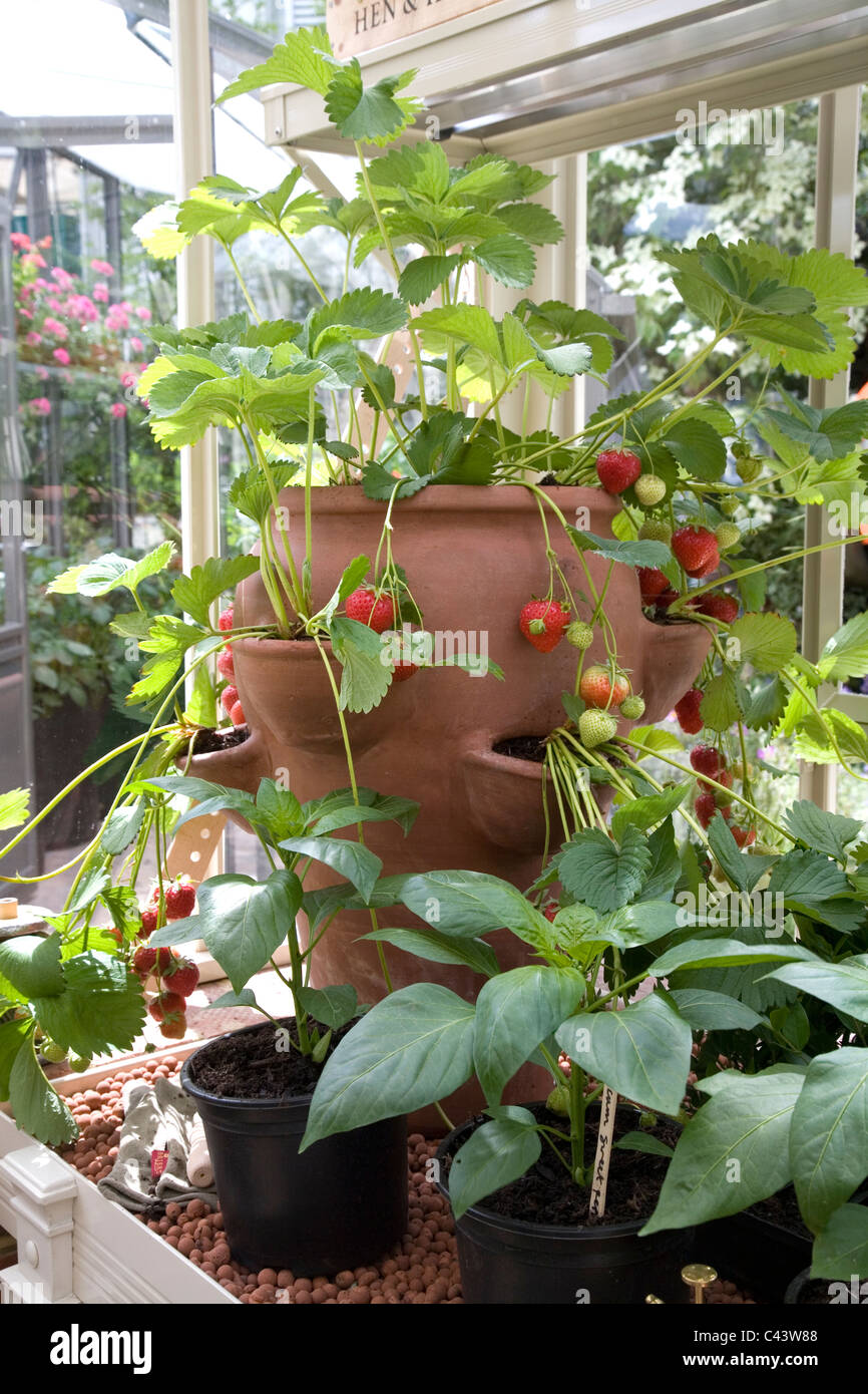 Bench in a modern greenhouse with young plants and strawberry plant ...