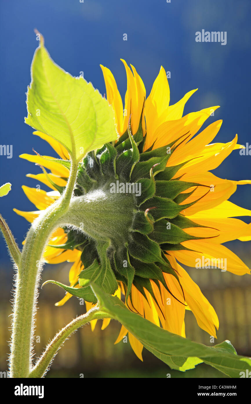 Sunflower leaf hi-res stock photography and images - Alamy