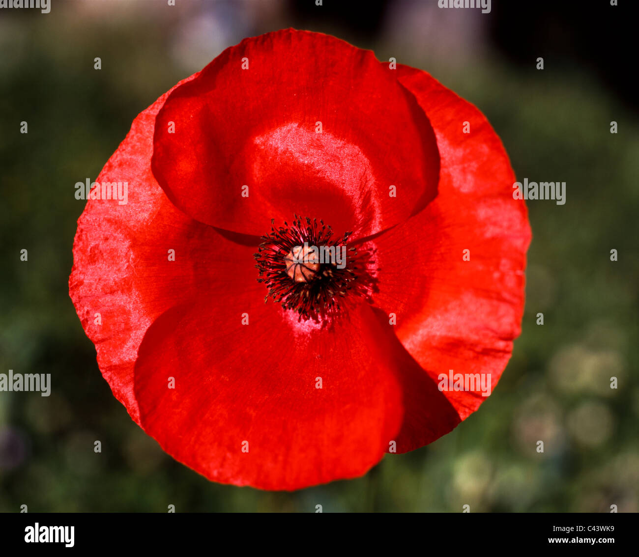 Chianti tuscany poppy hi-res stock photography and images - Alamy