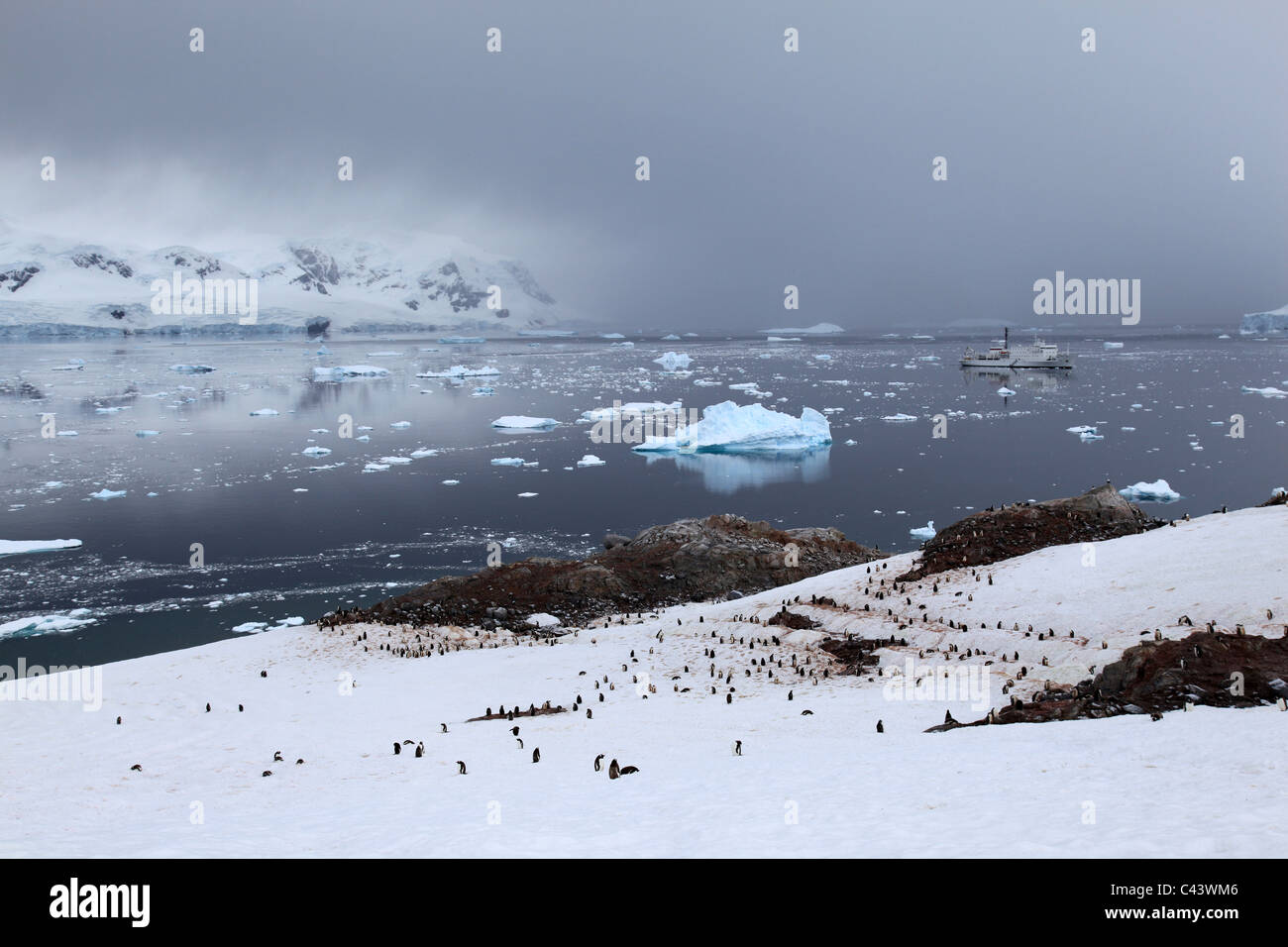 Antarctica cruise ship penguin hi-res stock photography and images - Alamy