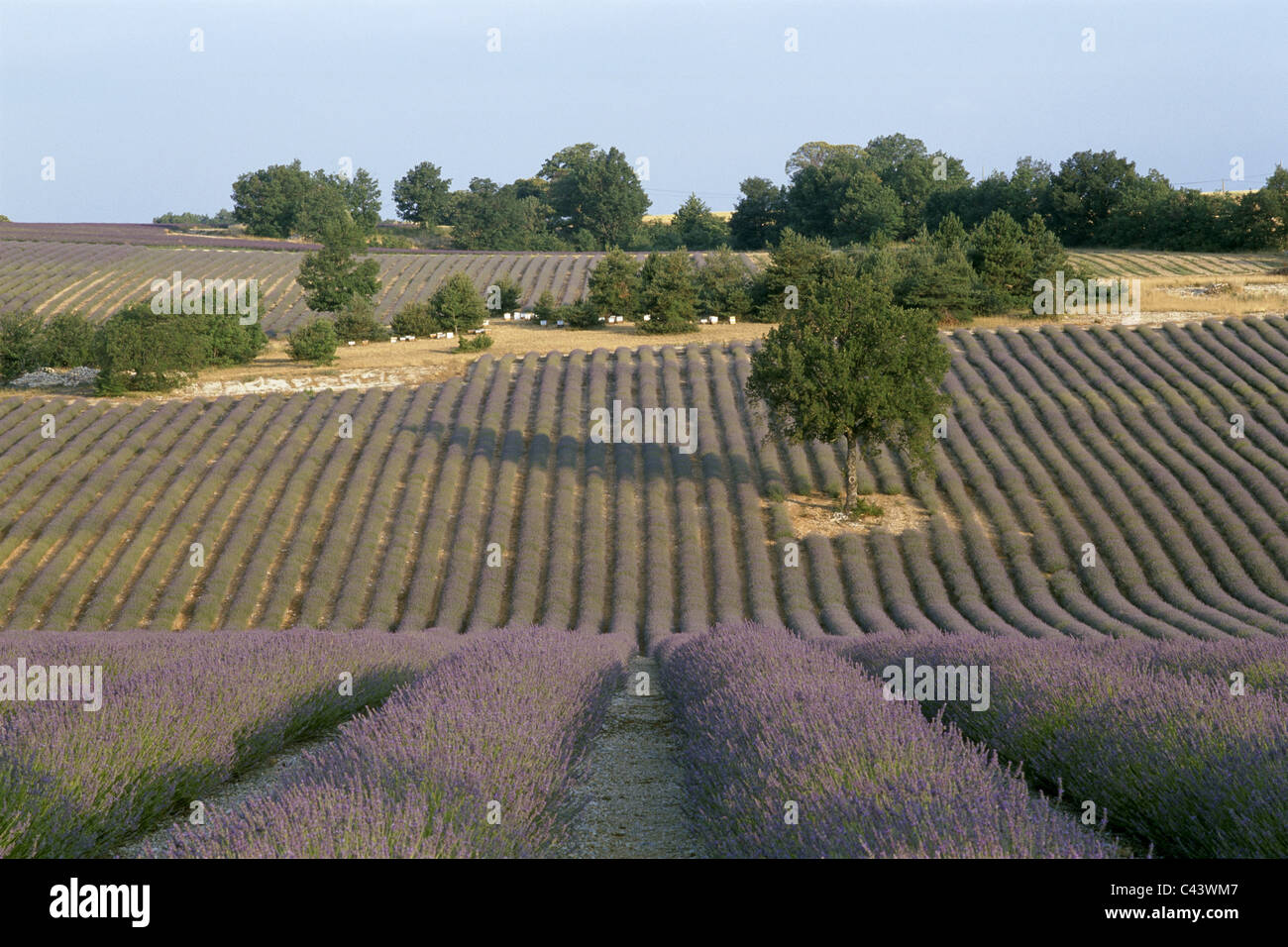 Apt, Fields, France, Europe, Holiday, Landmark, Lavender, Provence ...