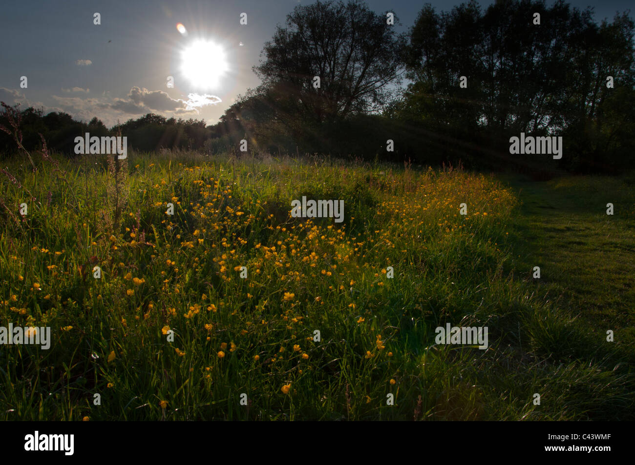 Water meadow with wild flowers including Buttercup Ranunculus at Dusk ...