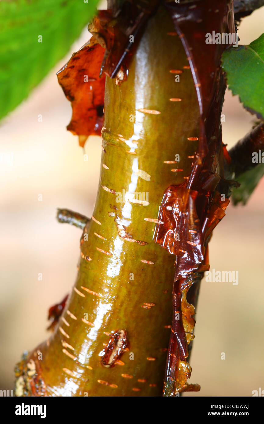 Bark peeling from tree hi-res stock photography and images - Alamy
