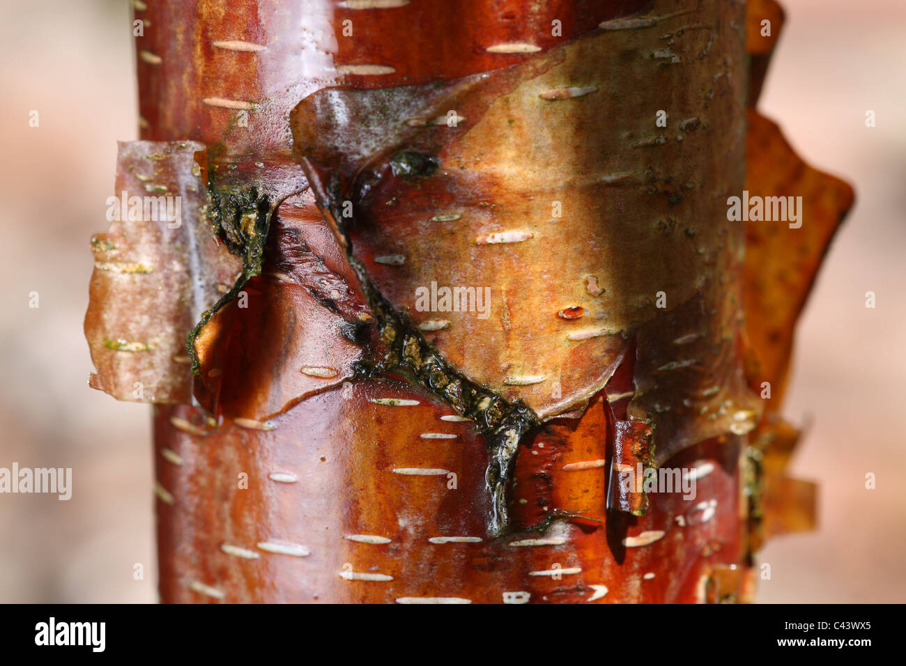 Bark peeling from tree hi-res stock photography and images - Alamy