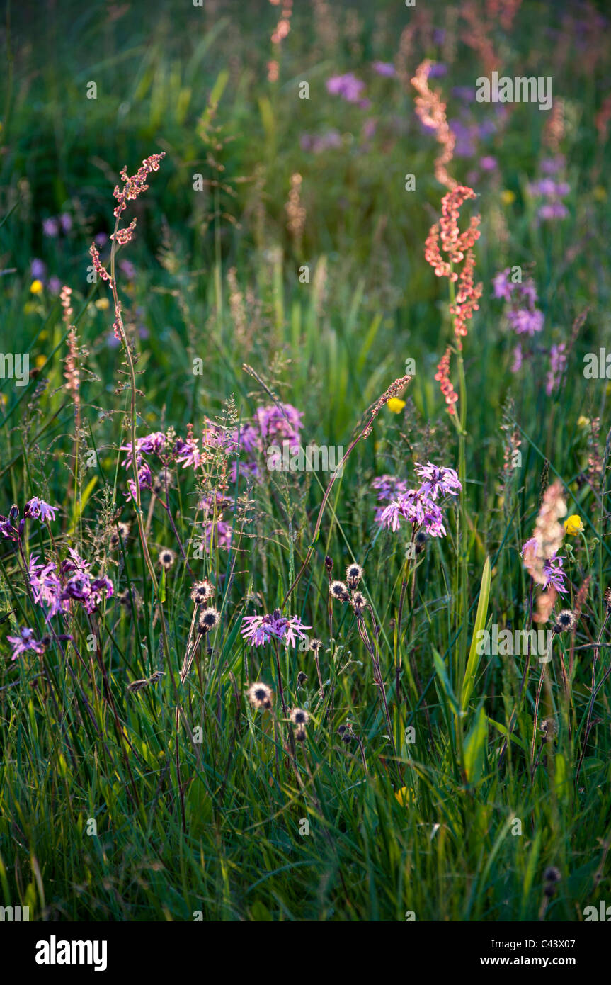 Ragged robin wild hi-res stock photography and images - Alamy