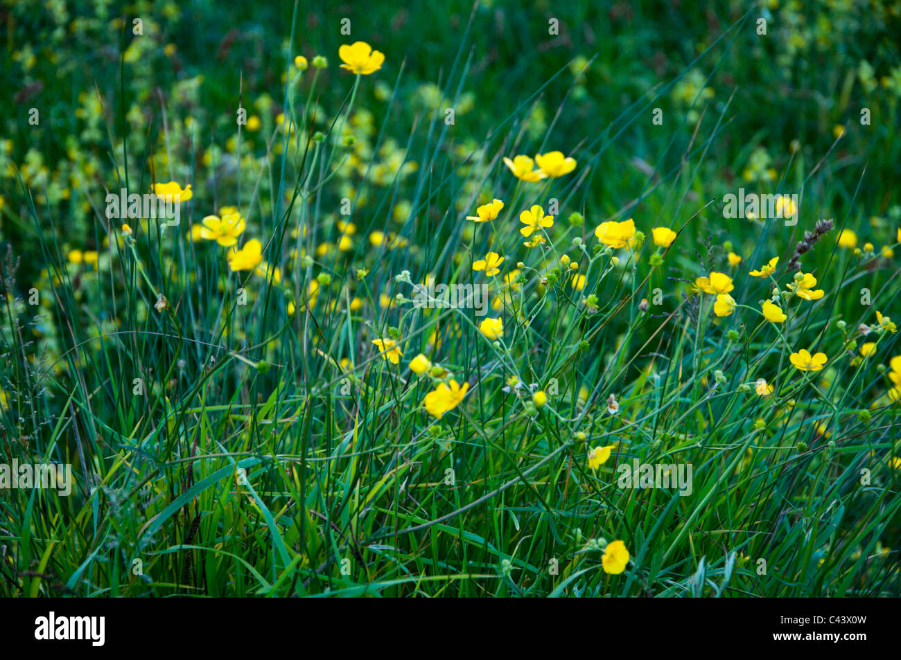 Wild buttercup hi-res stock photography and images - Alamy
