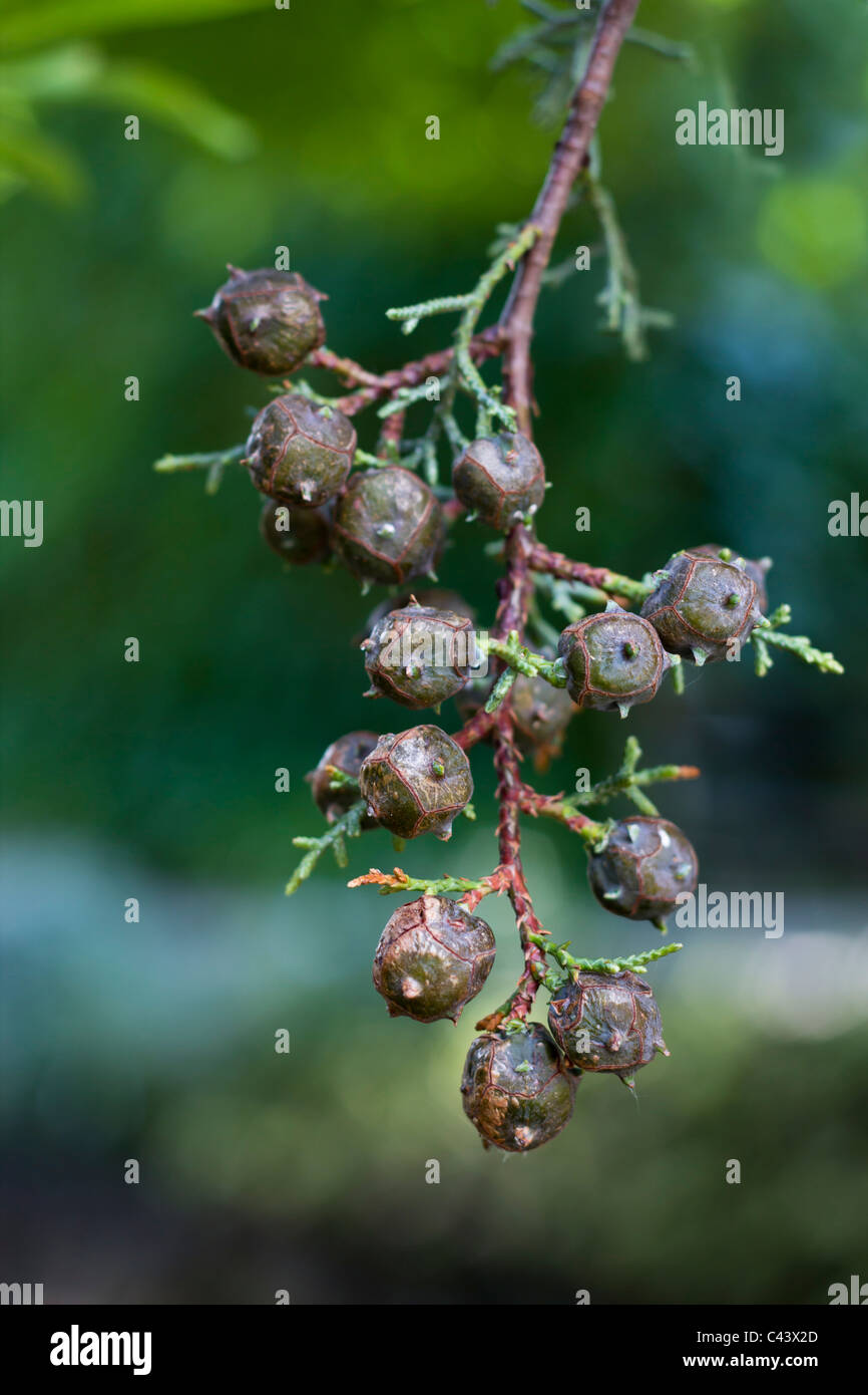 Seeds on an exotic tree Stock Photo - Alamy