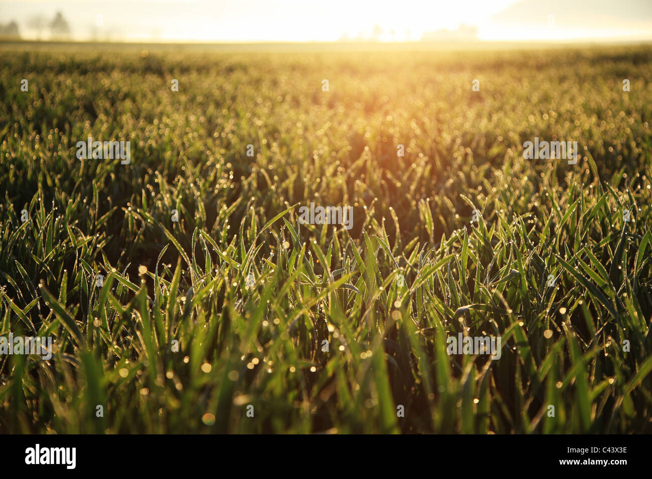 Nature, Water, Dew Drop, Grass, Dawn, Landscape, Mist, Mood, Outdoors ...