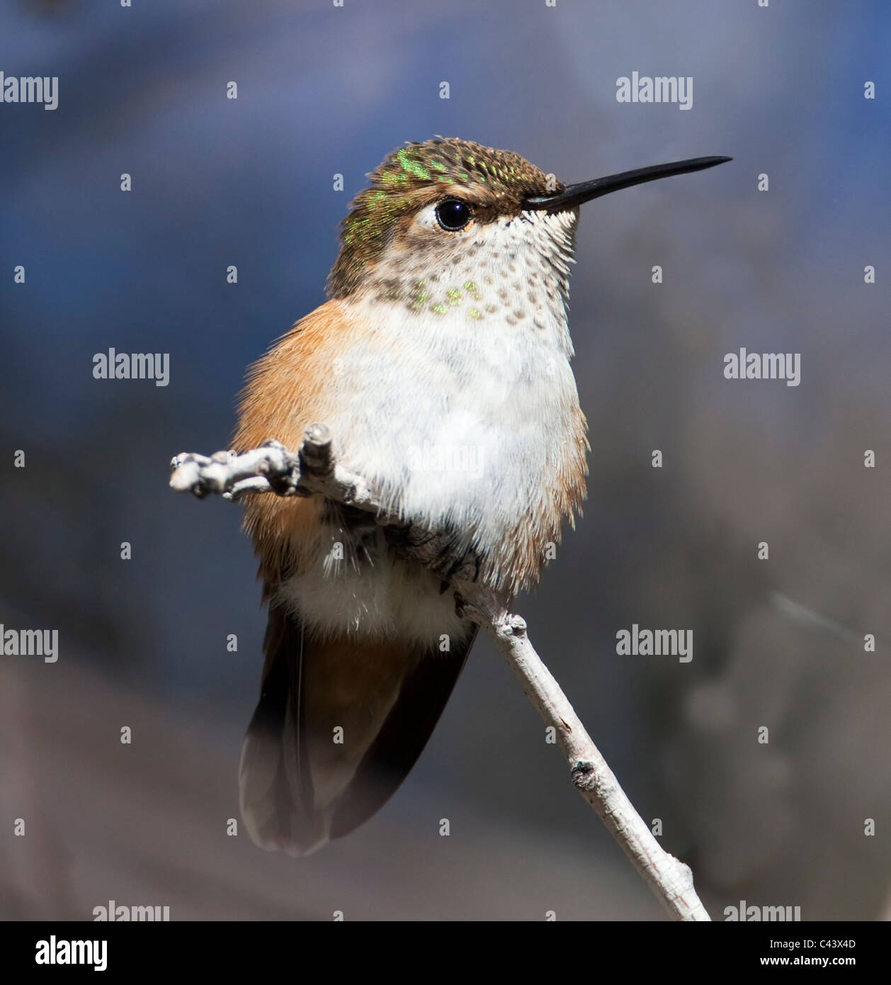 Rufus bird hi-res stock photography and images - Alamy