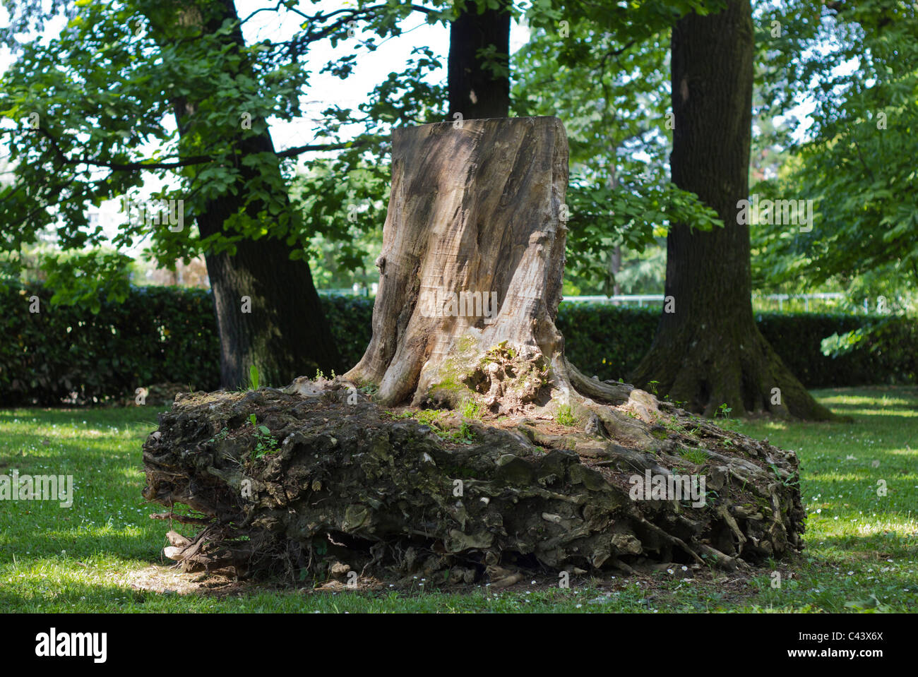 Old forrest hi-res stock photography and images - Alamy