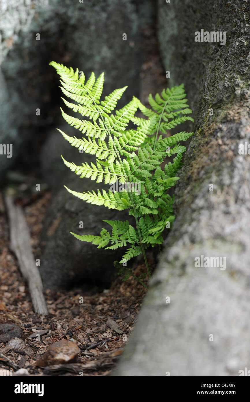Two fern stems growing from a tree root. The delicate young foliage ...