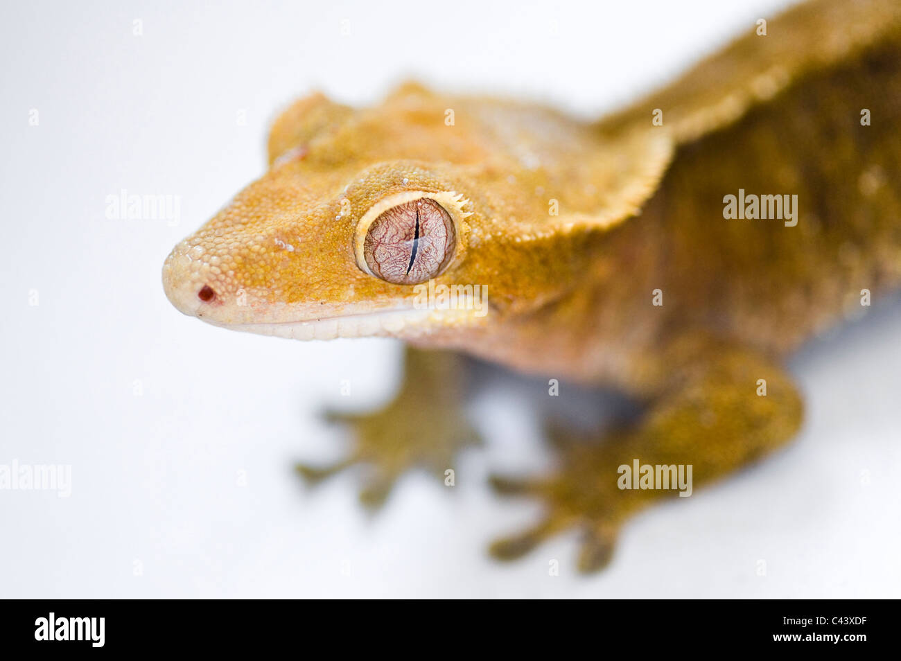 Crested Gecko Jumping