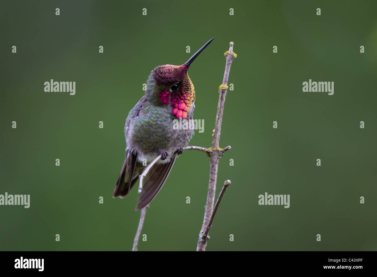 Red face hummingbird hi-res stock photography and images - Alamy