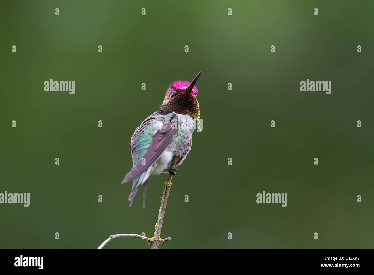 Colorful male hummingbird hi-res stock photography and images - Alamy