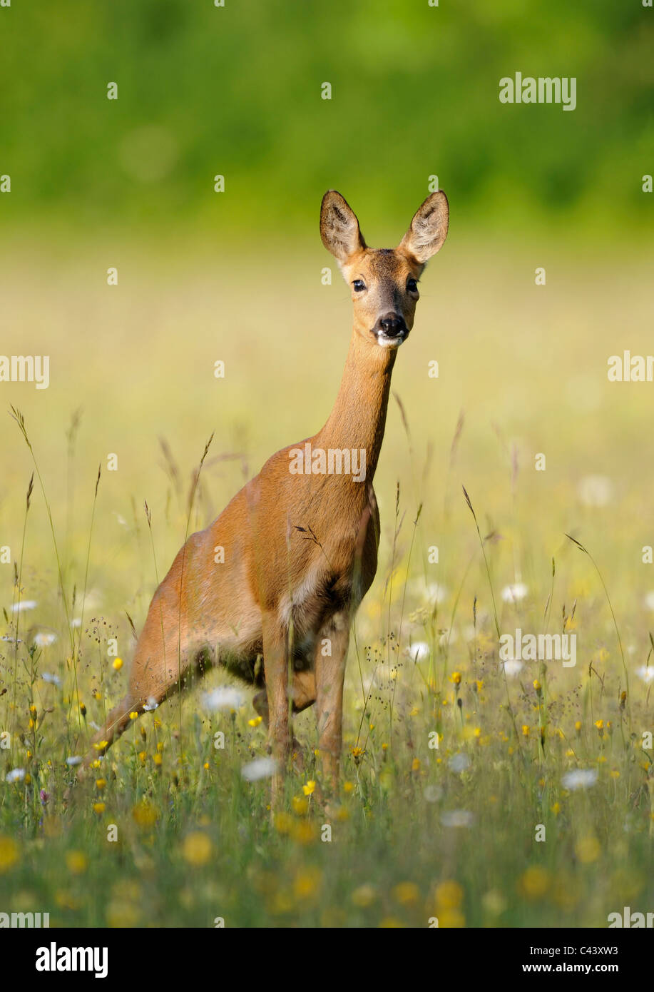 Roe Deer - Capreolus capreolus Doe in wildflower hay meadow Stock Photo ...