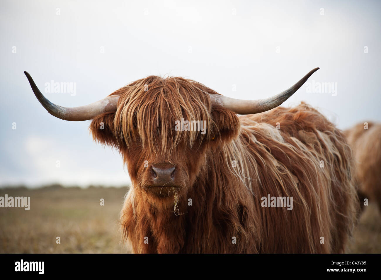 Scottish highland cow, Outer Hebrides, Scotland Stock Photo - Alamy