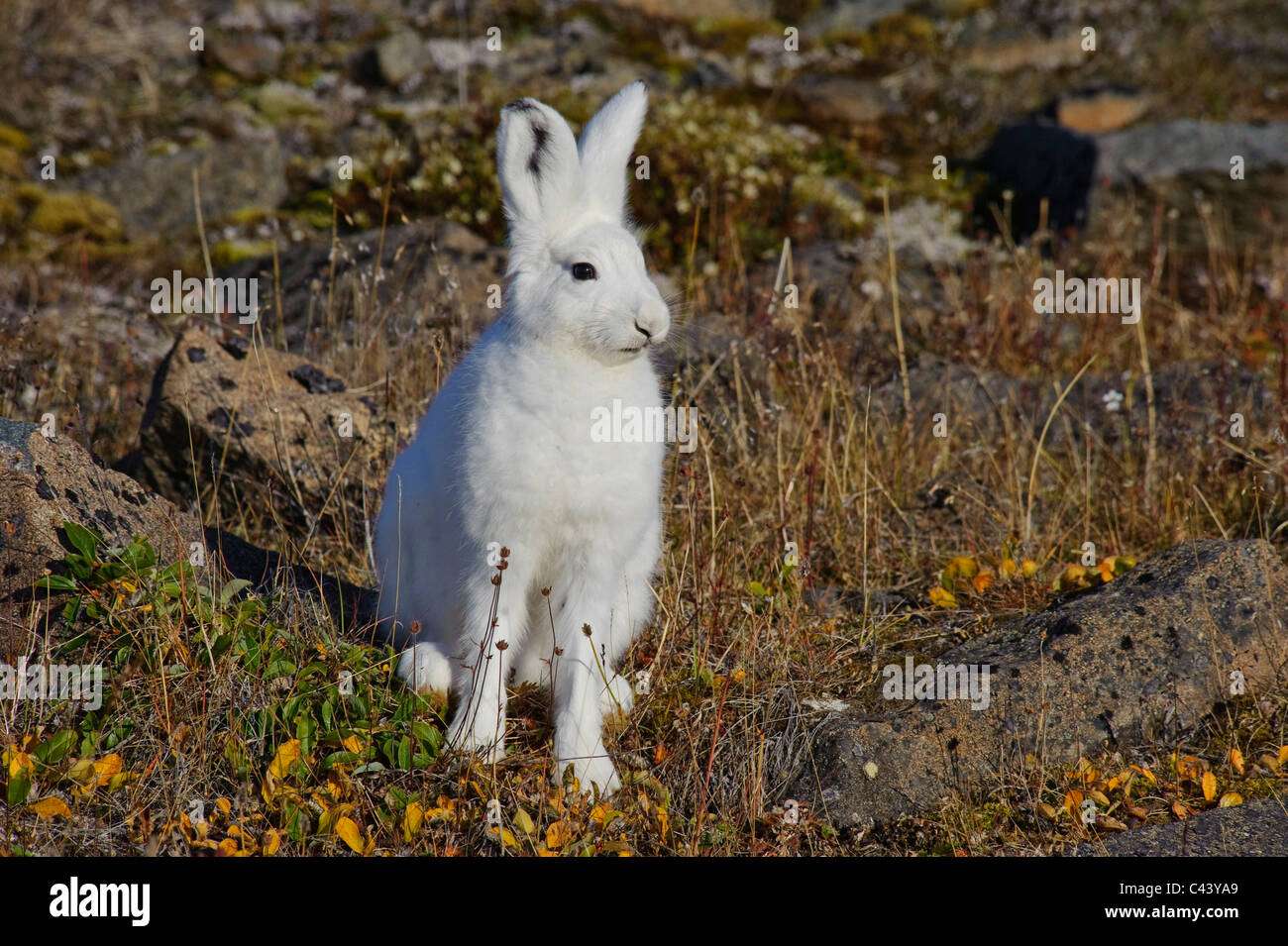 Greenland, Europe, Dundas, west coast, northwest coast, polar hare ...
