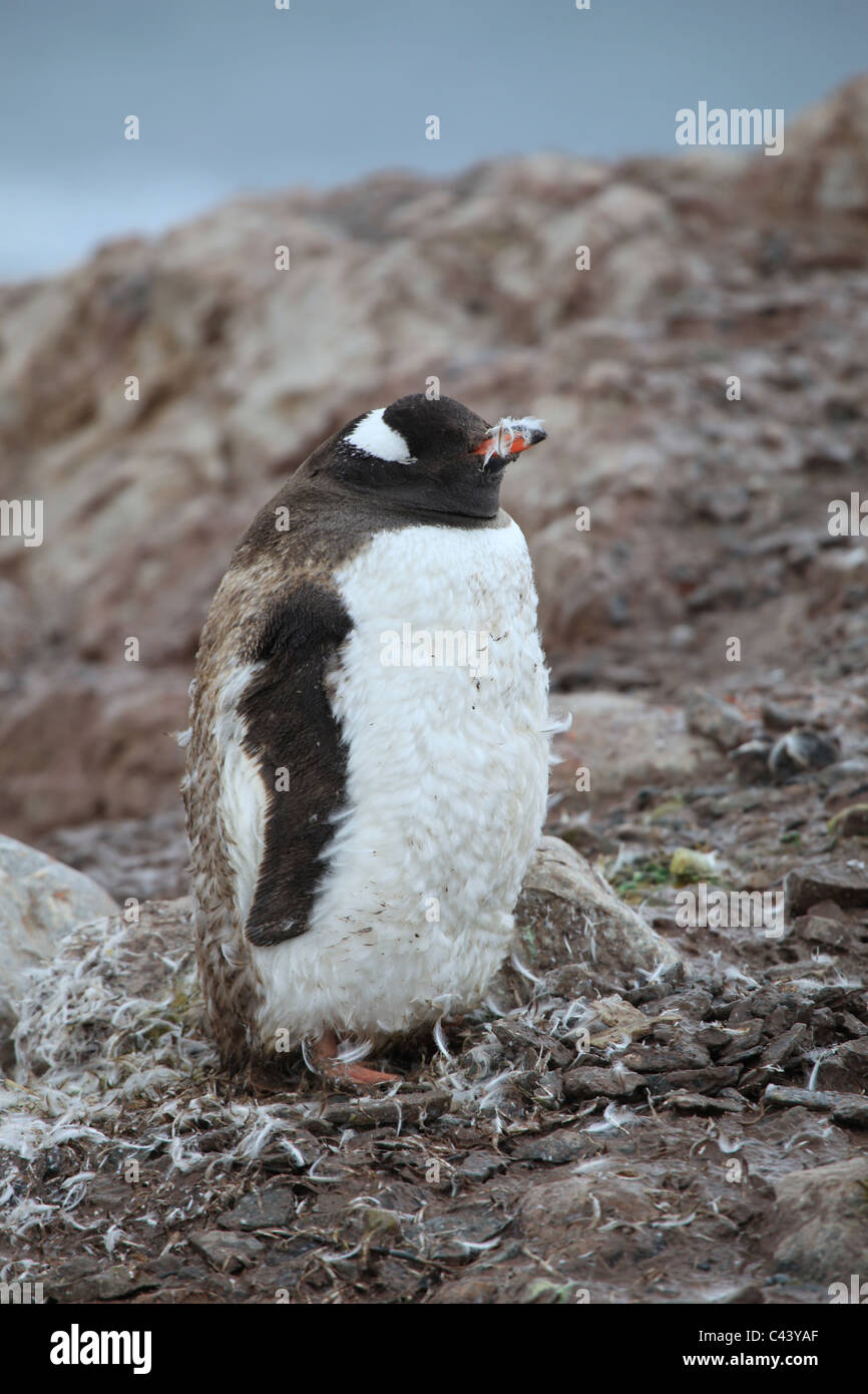 Close up moulting penguins hi-res stock photography and images - Alamy