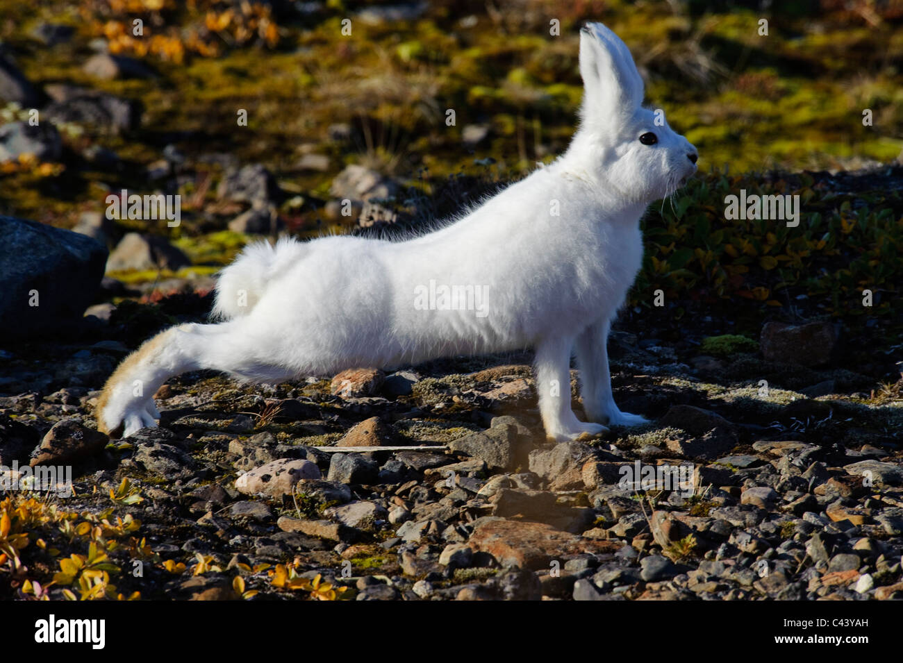 Greenland, Europe, Dundas, west coast, northwest coast, polar hare ...