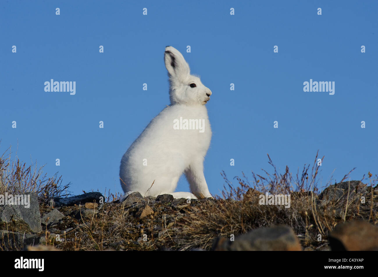 Greenland, Europe, Dundas, west coast, northwest coast, polar hare ...
