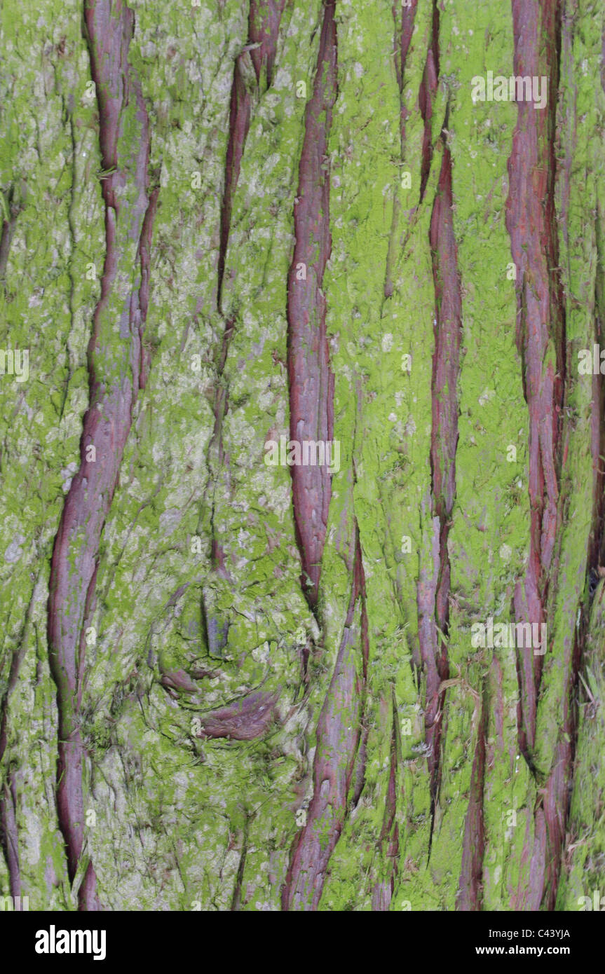 fractured bark on a tree trunk Stock Photo - Alamy