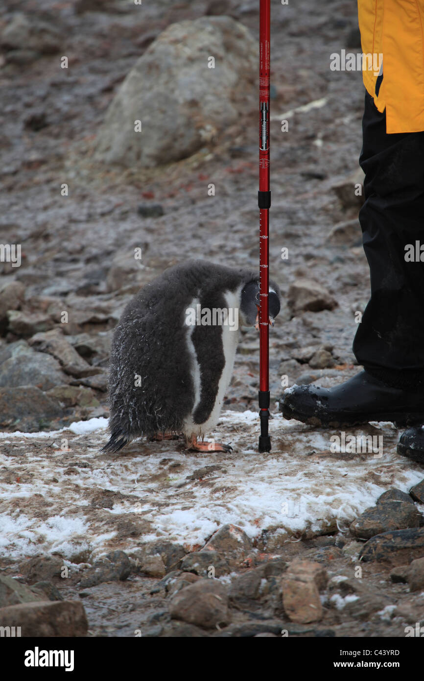 Attacking penguin hi-res stock photography and images - Alamy