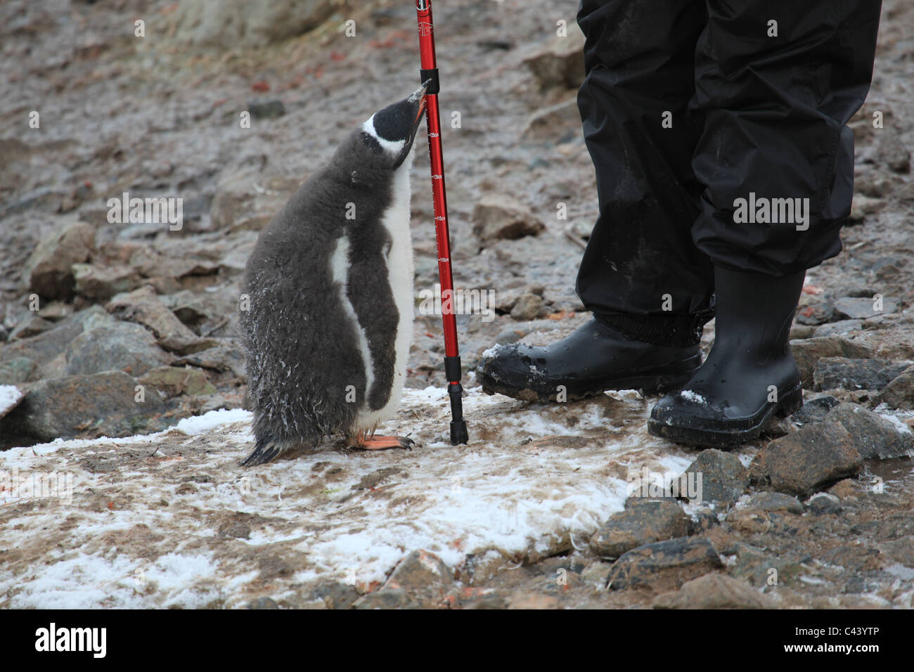 Attacking penguin hi-res stock photography and images - Alamy