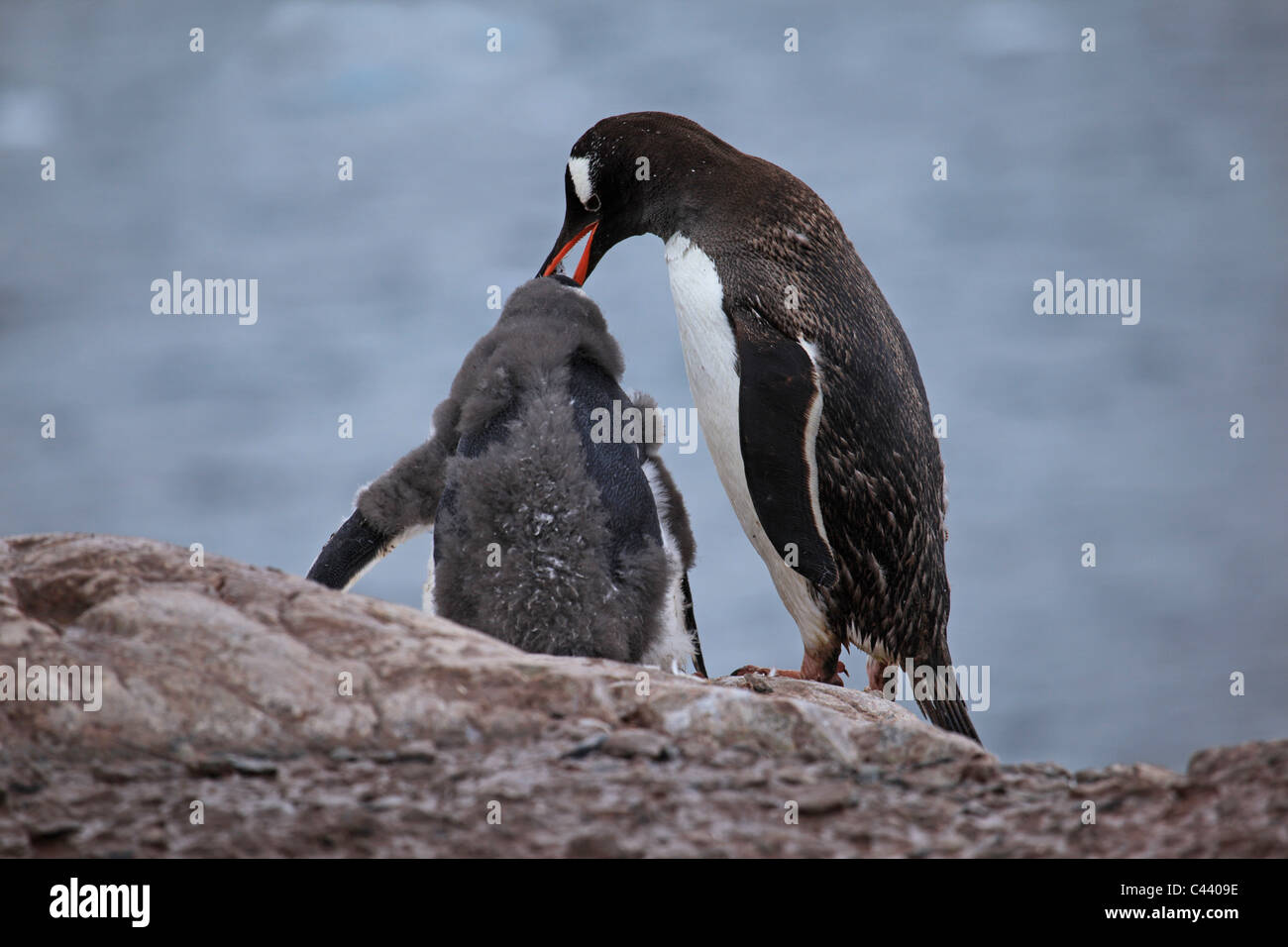 [Gentoo Penguin] [Pygoscelis papua] having just fed krill food to its ...
