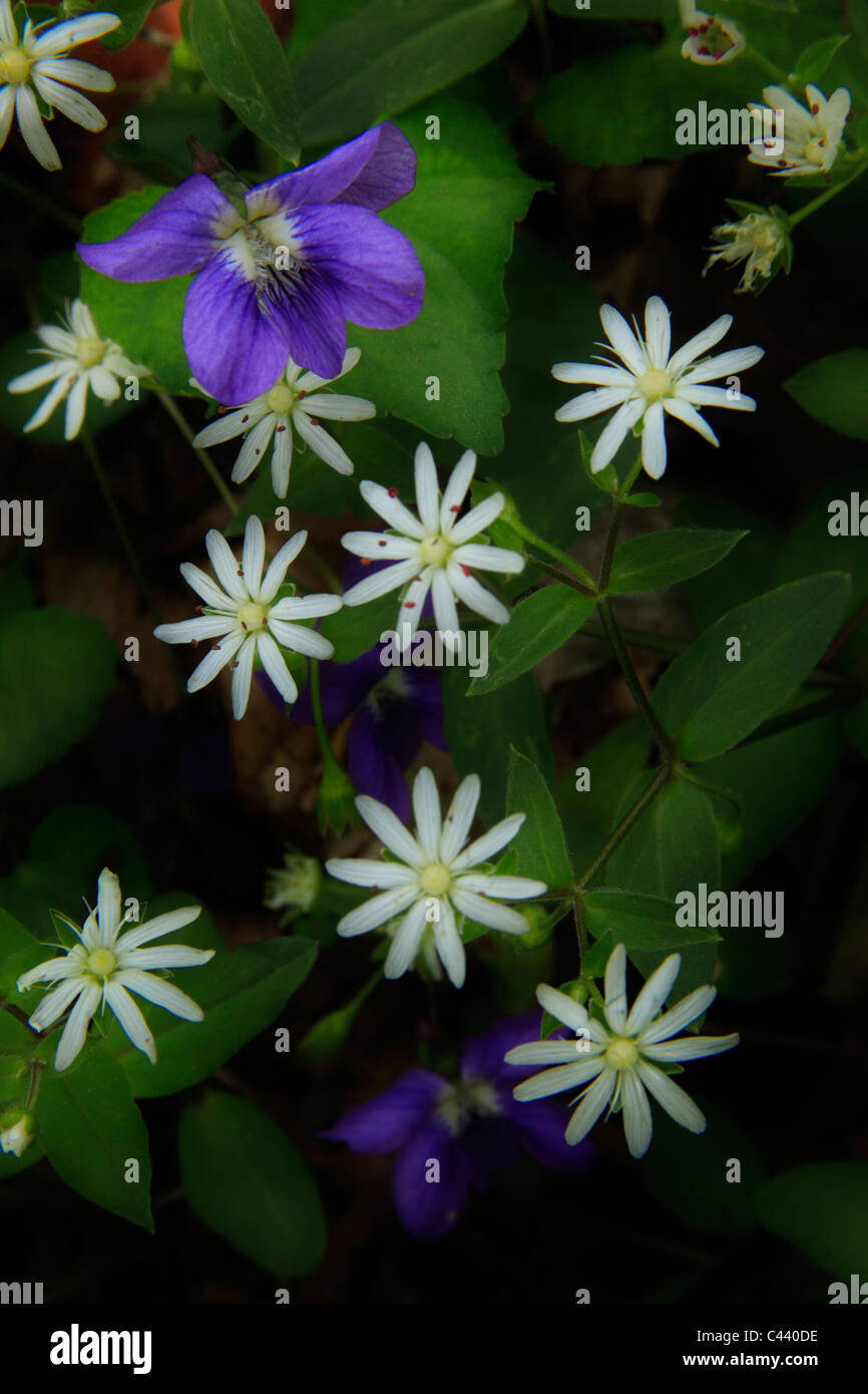 Purple chickweed hi-res stock photography and images - Alamy