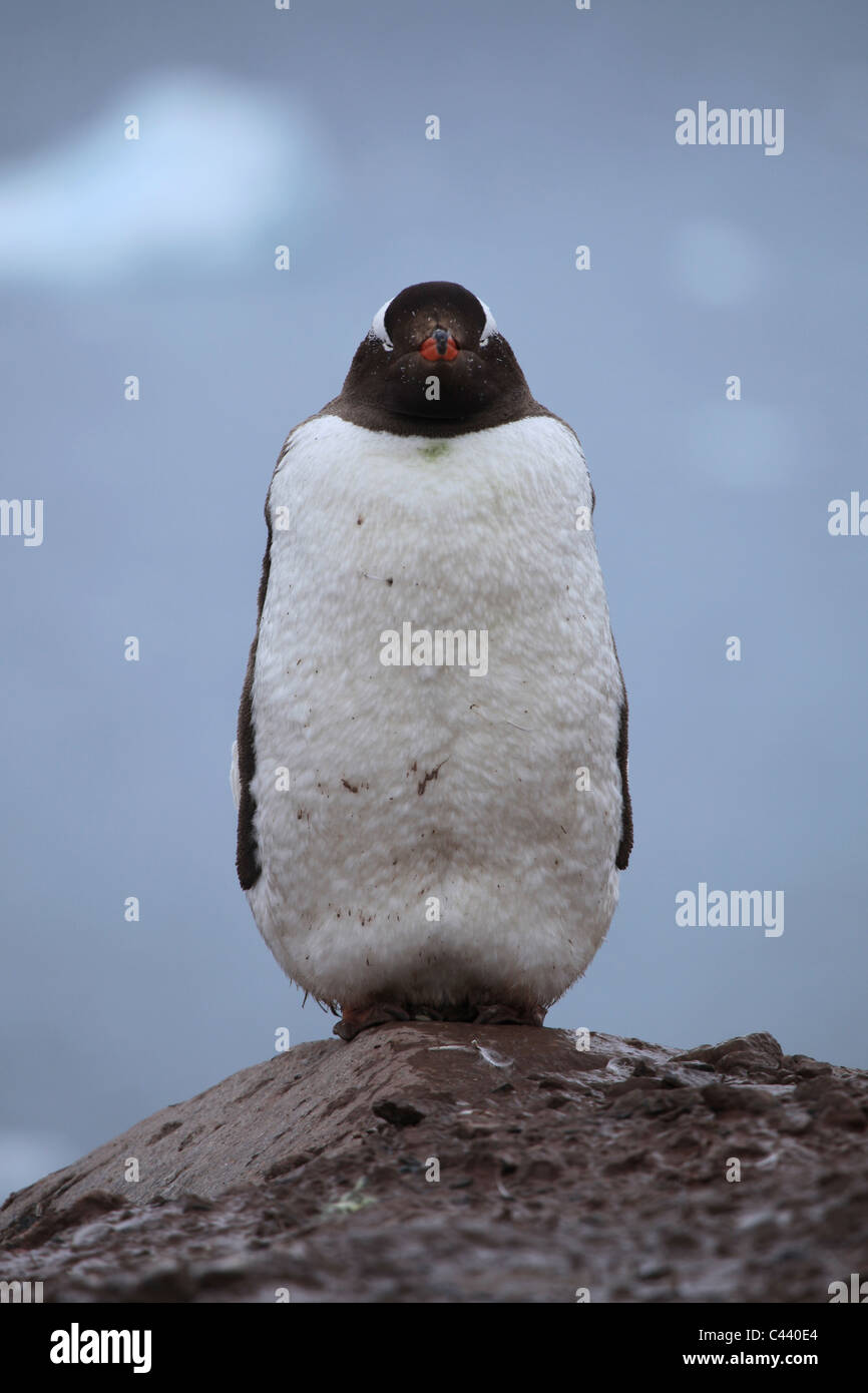 [Gentoo Penguin] [Pygoscelis papua] excatly facing the camera so looks ...
