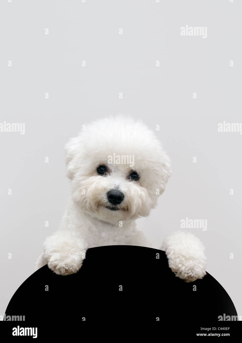 Frise dog hi-res stock photography and images - Alamy