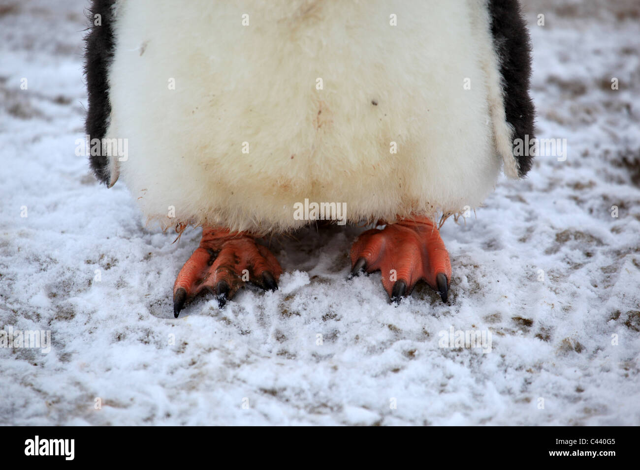 Penguin feet hi-res stock photography and images - Alamy