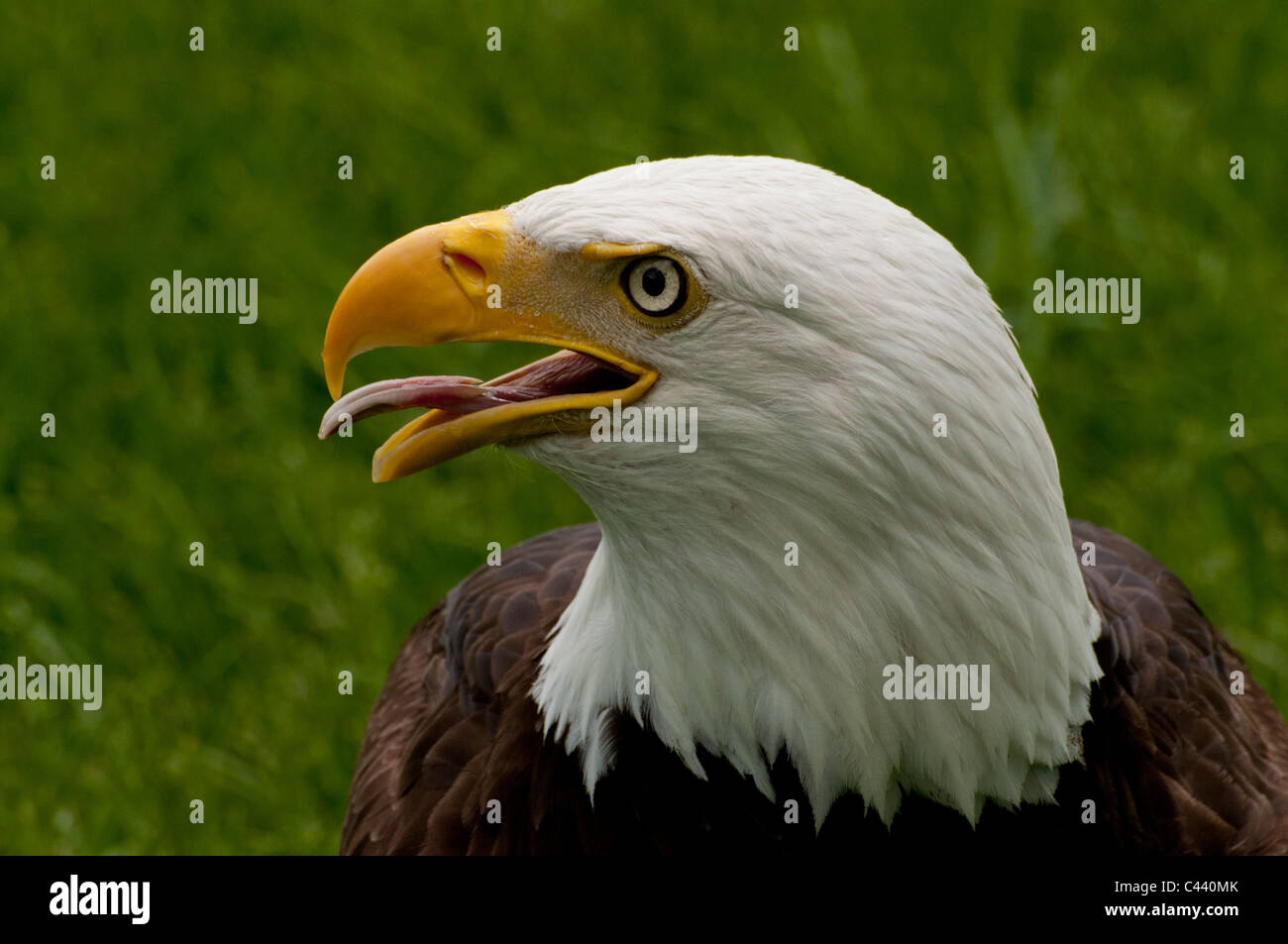 Eagle tongue hi-res stock photography and images - Alamy