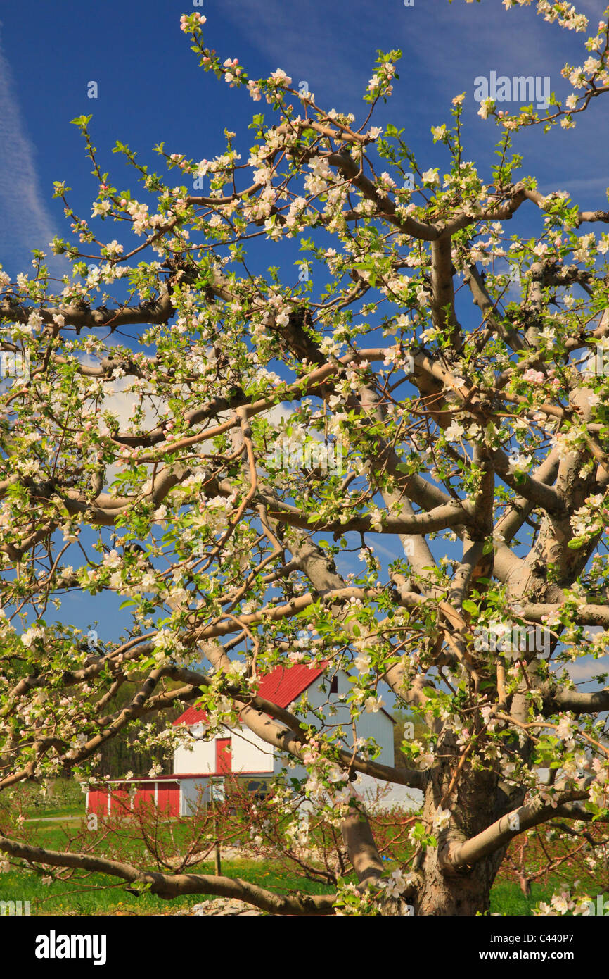 Apple orchards virginia hi-res stock photography and images - Alamy