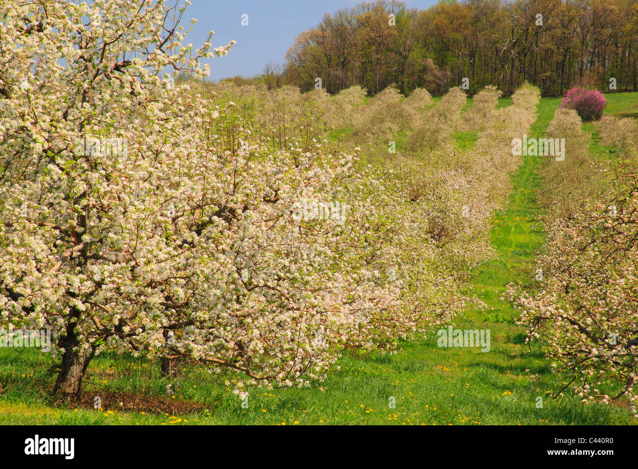 Apple orchards virginia hi-res stock photography and images - Alamy