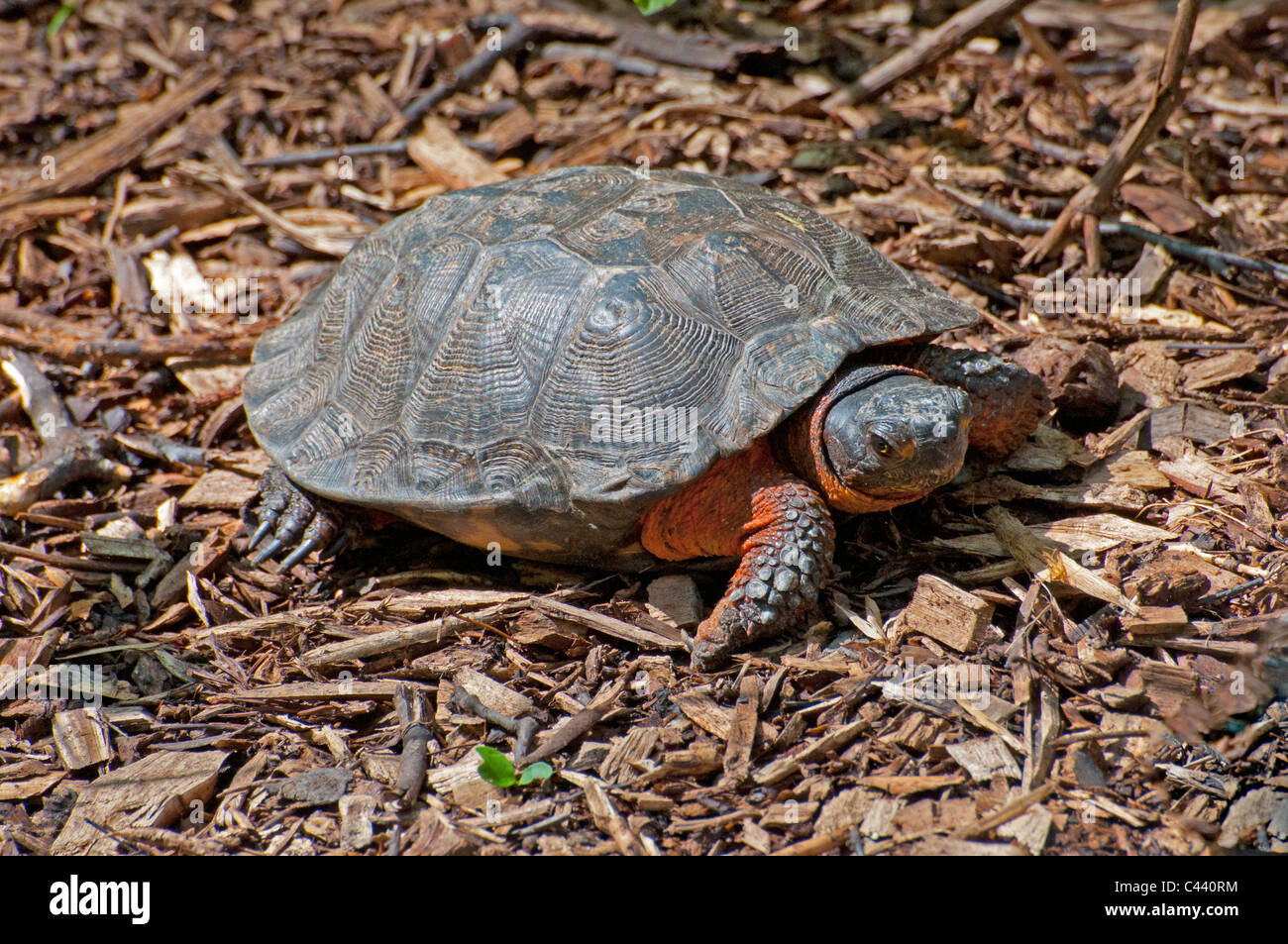 A Wood Turtle in spring Stock Photo - Alamy