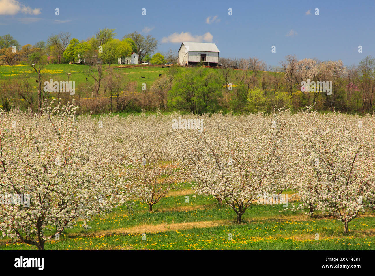 Apple orchards virginia hi-res stock photography and images - Alamy