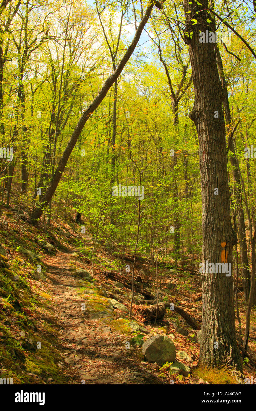 Signal Knob Trail, Massanutten Mountain, Waterlick, Shenandoah Valley ...