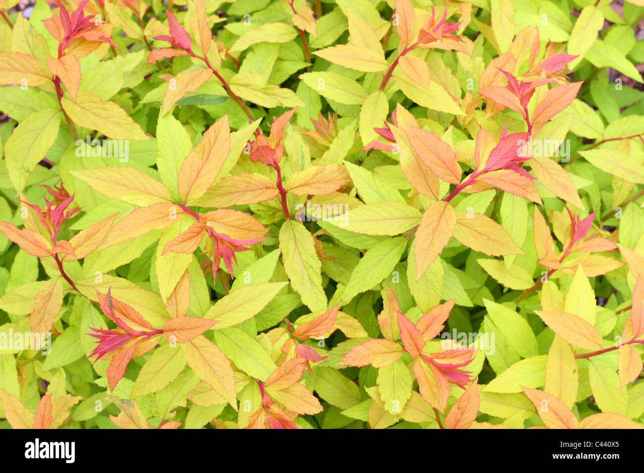 Fresh colourful plant foliage Stock Photo - Alamy