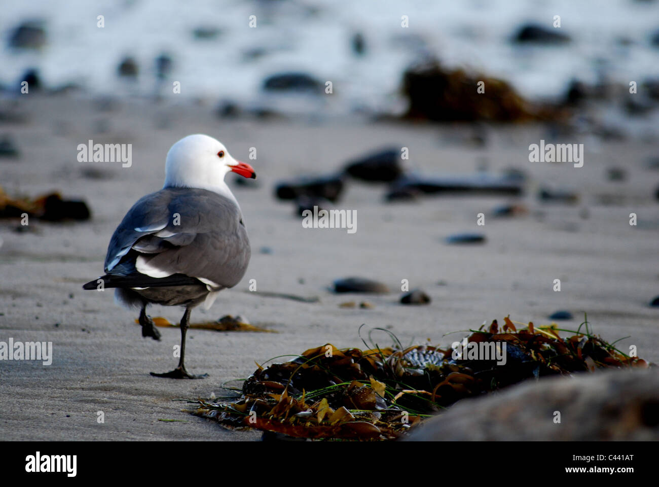 A white and grey bird running towards the ocean Stock Photo - Alamy
