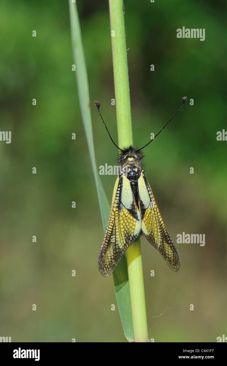 Owlfly sulfur - Owlfly-dragonfly - Ascaphalid (Libelloides coccajus ...