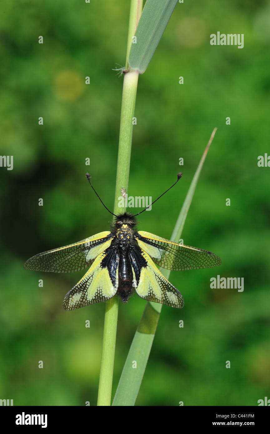 Owlfly sulfur - Owlfly-dragonfly - Ascaphalid (Libelloides coccajus ...