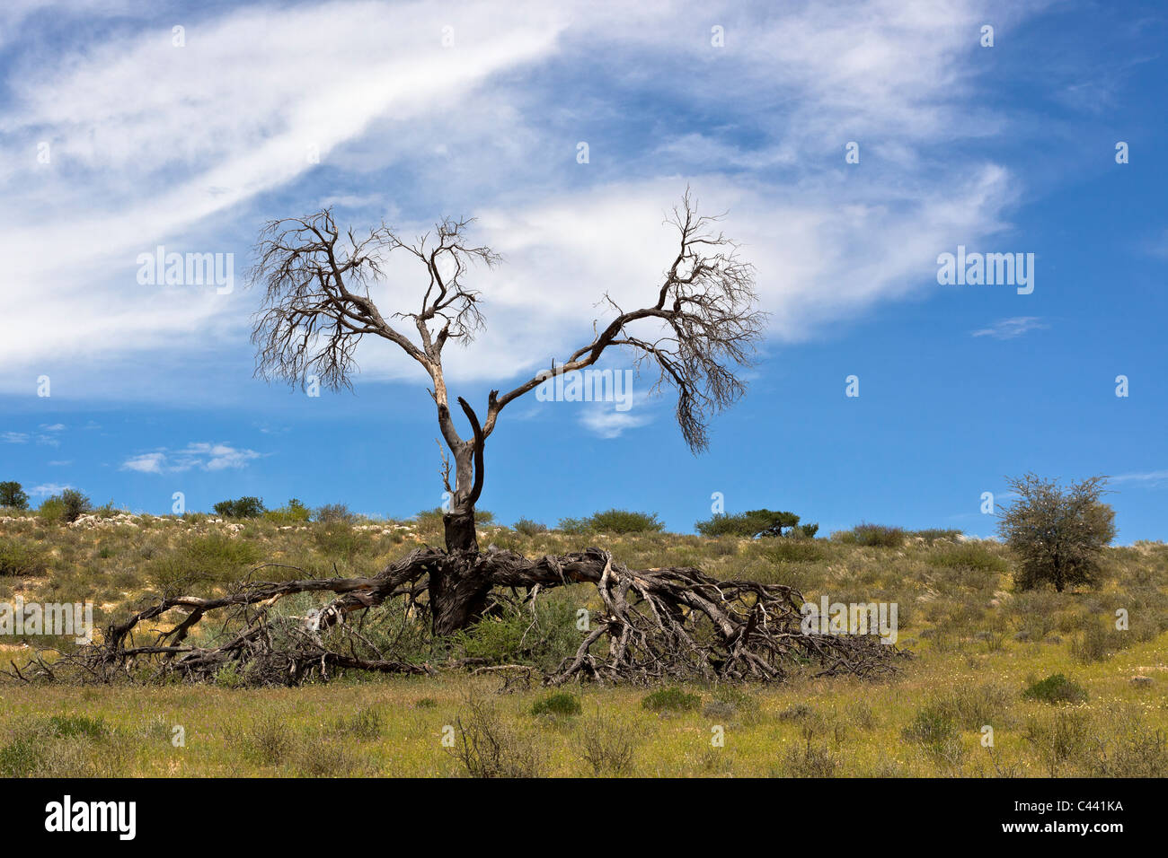Old tree, Kgalagadi Transfrontier Park, Northern Cape, South Africa ...