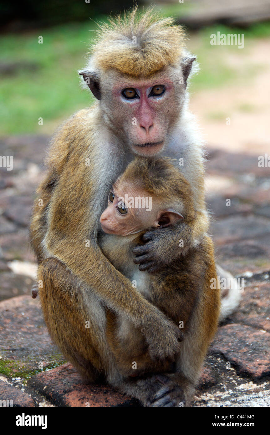 Protective mother and baby Toque Macaque Monkeys Sigiriya Sri Lanka ...