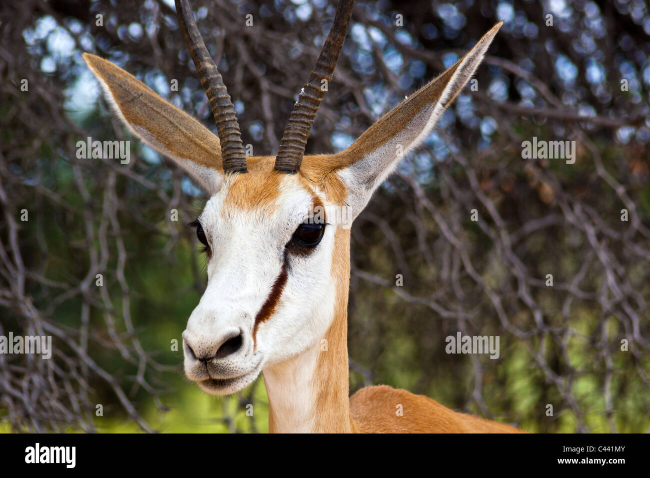 Springbok ears hi-res stock photography and images - Alamy