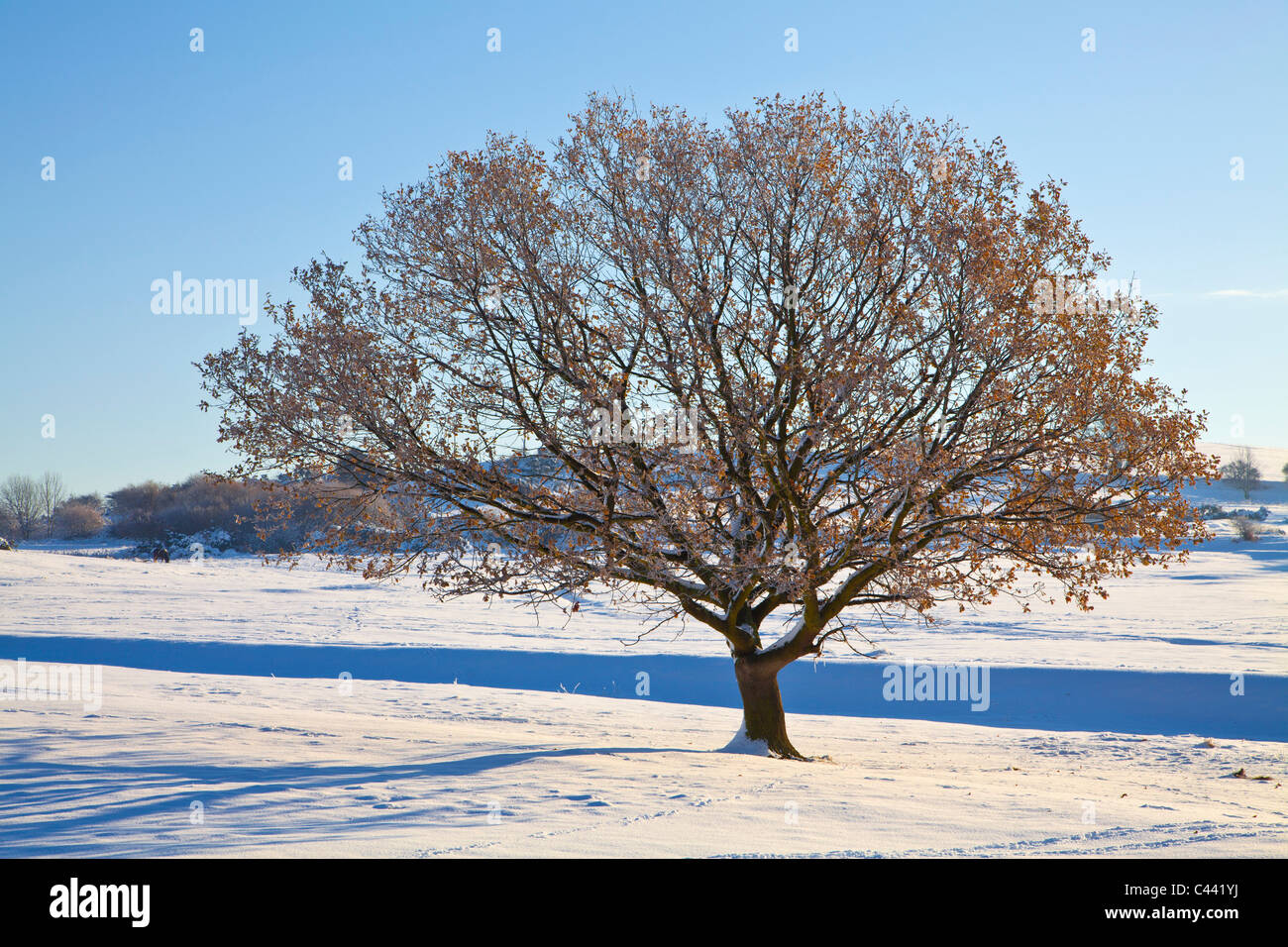 Tree heath hi-res stock photography and images - Alamy