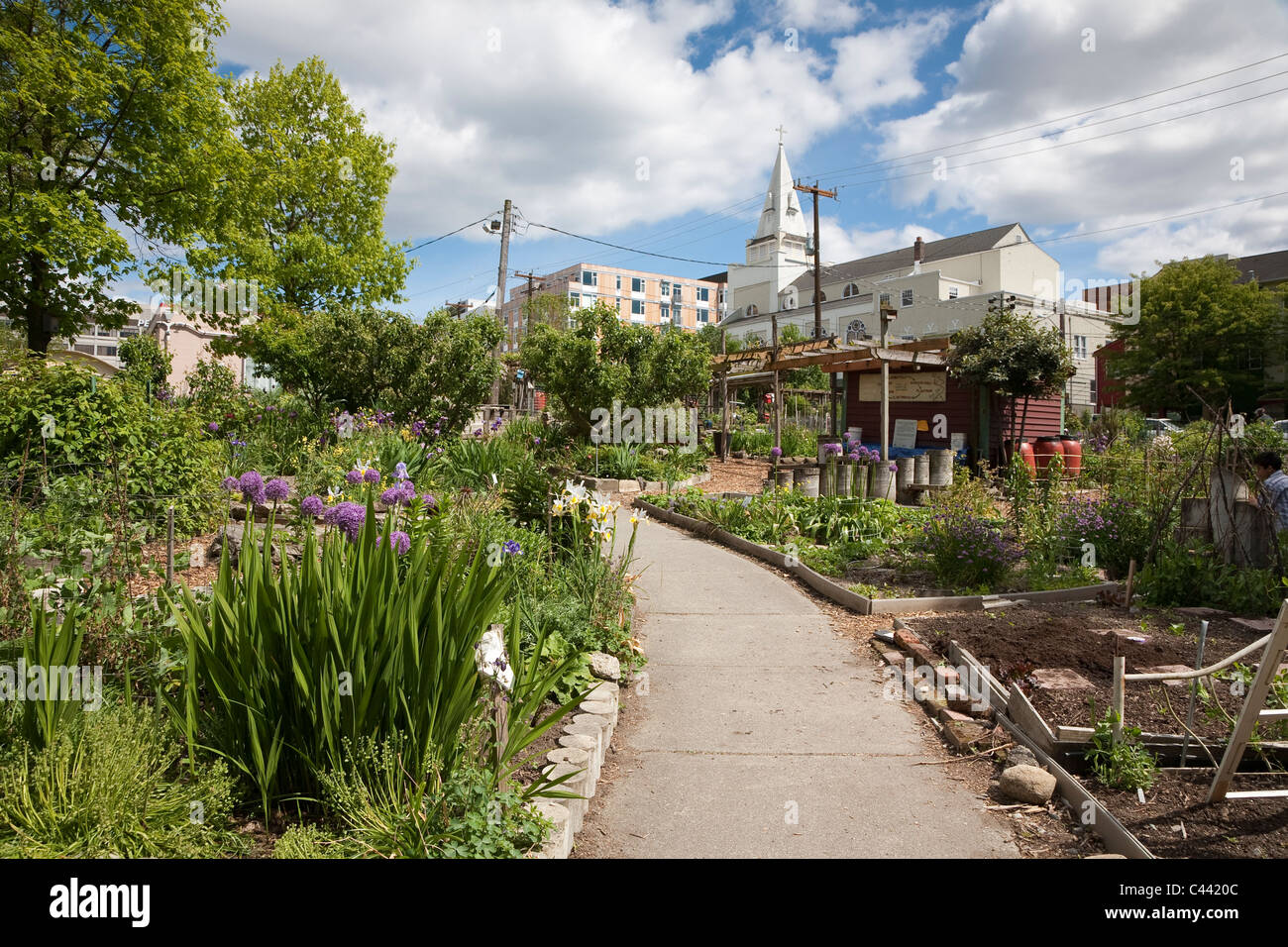 The Cascade P-Patch - South Lake Union - Seattle, Washington Stock ...