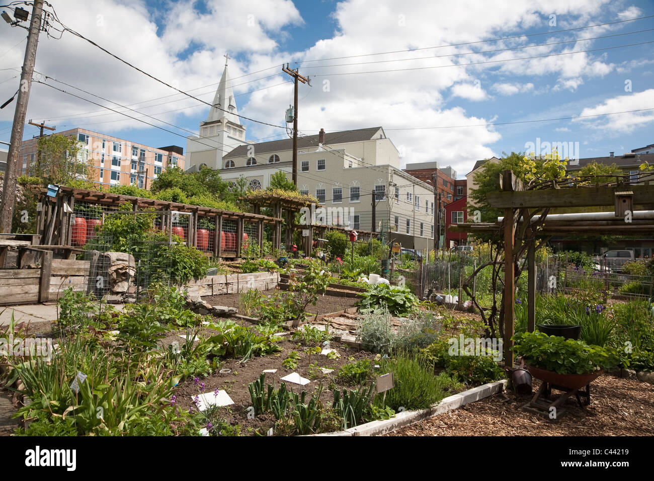The Cascade P-Patch - South Lake Union - Seattle, Washington Stock ...