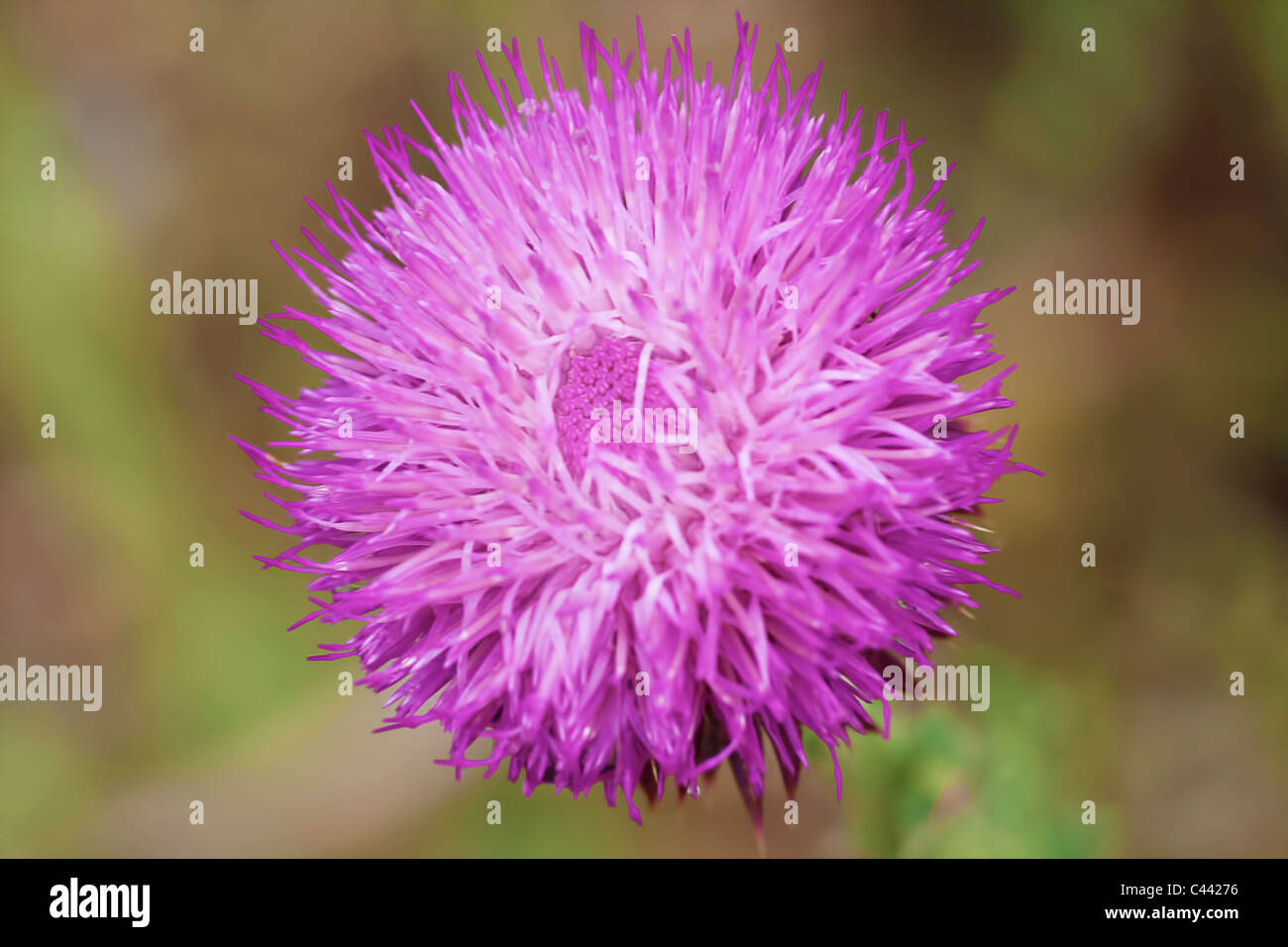 Purple spear thistles hi-res stock photography and images - Alamy